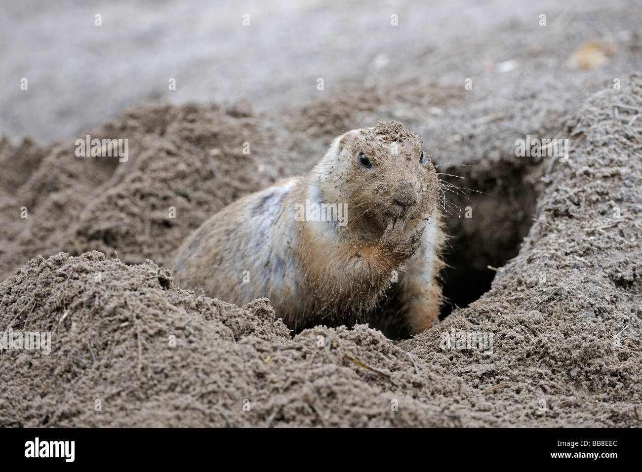 Build burrows hi-res stock photography and images - Alamy