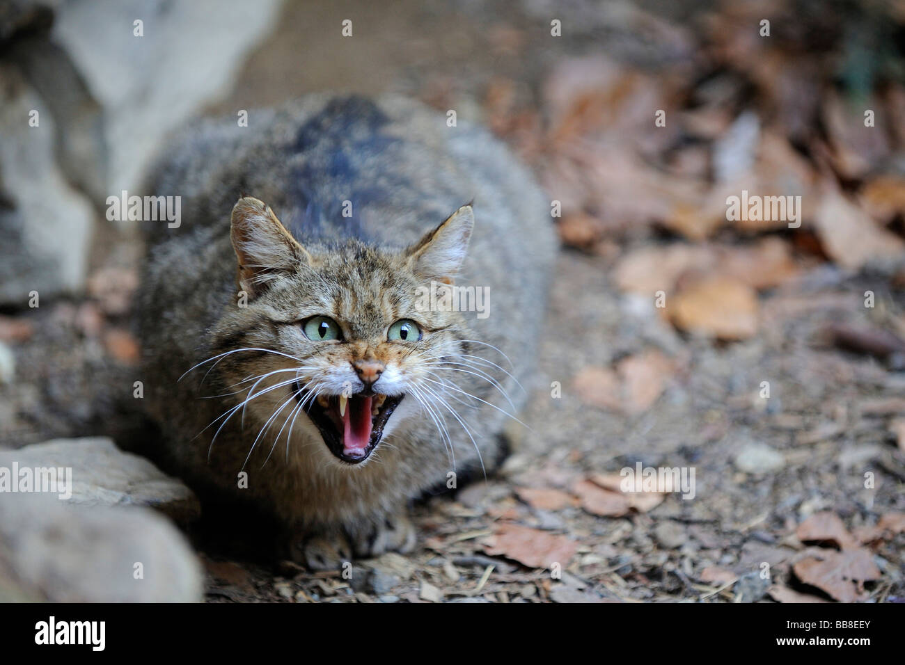 Young cat hissing hi-res stock photography and images - Alamy