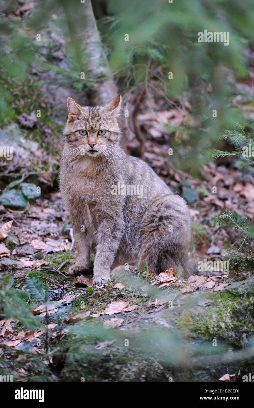 Young Wildcat (Felis silvestris) in its territory Stock Photo - Alamy