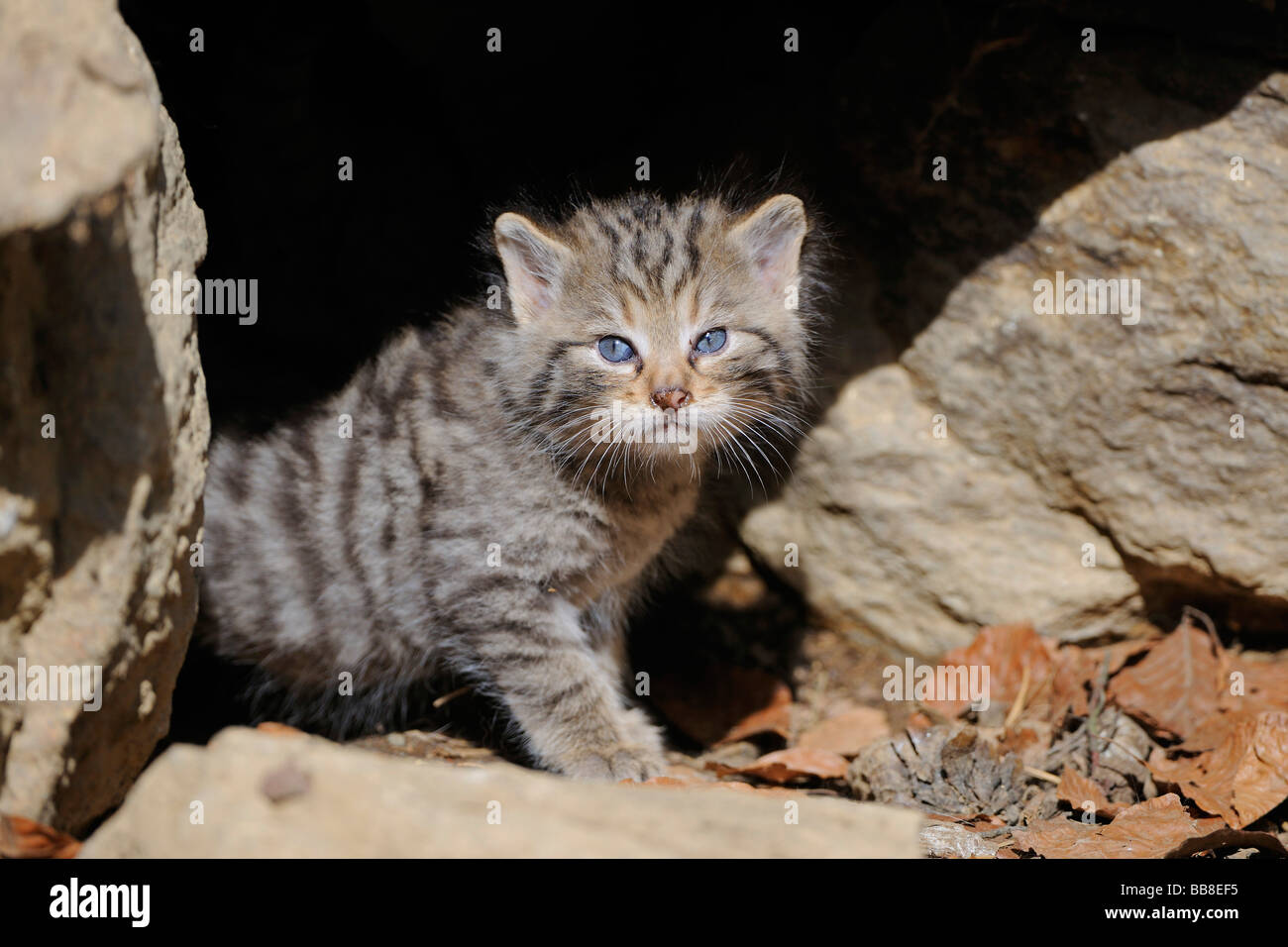 Young Wildcat (Felis silvestris) exploring the area in front of its den ...