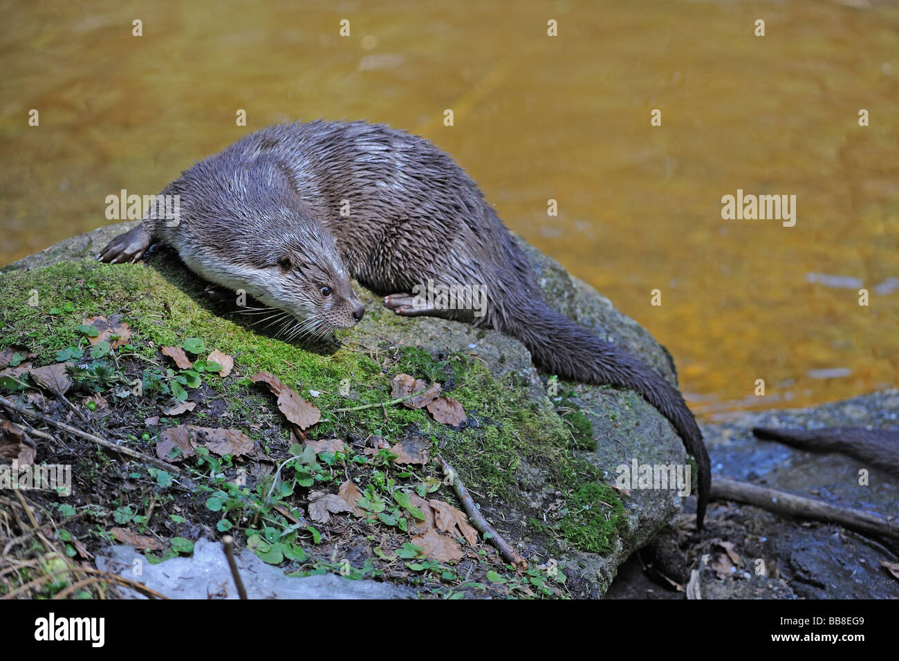 European Otter (Lutra lutra), in natural environment Stock Photo - Alamy