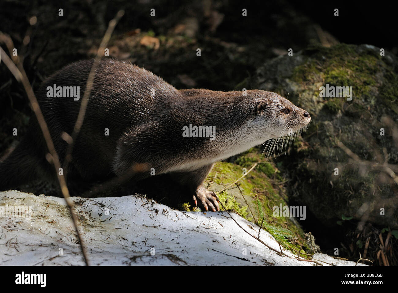 Environment and natur hi-res stock photography and images - Alamy