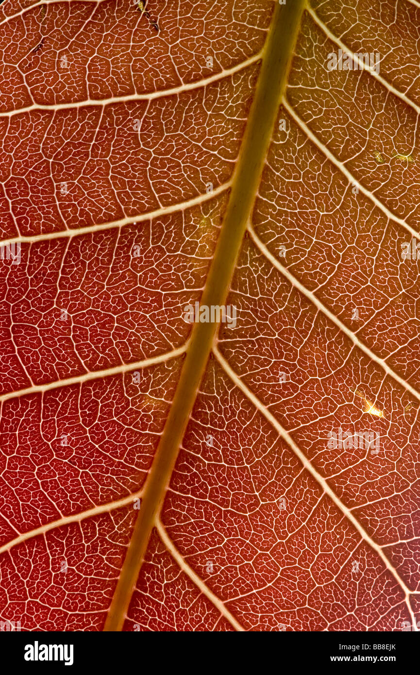 Backlit red cashew tree leaf. Chibuto, Gaza Province, Mozambique ... Backlit red cashew tree leaf. Chibuto, Gaza Province, Mozambique ...