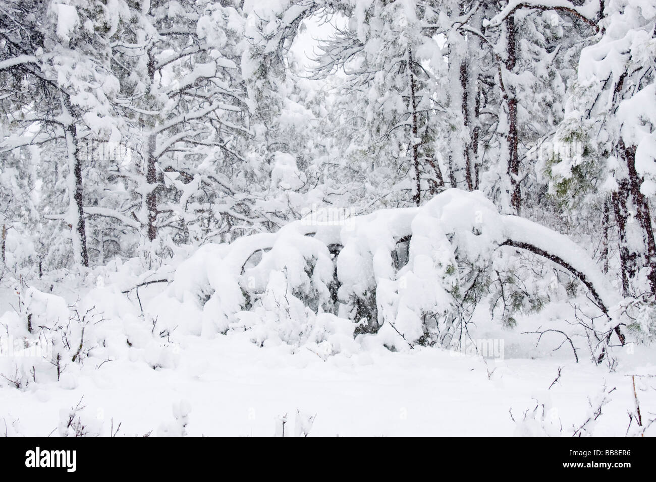 Heavy winter snow pine trees hi-res stock photography and images - Alamy