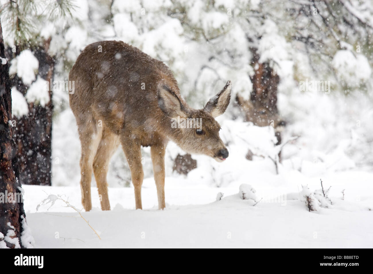 Mule Deer in Snow Stock Photo - Alamy