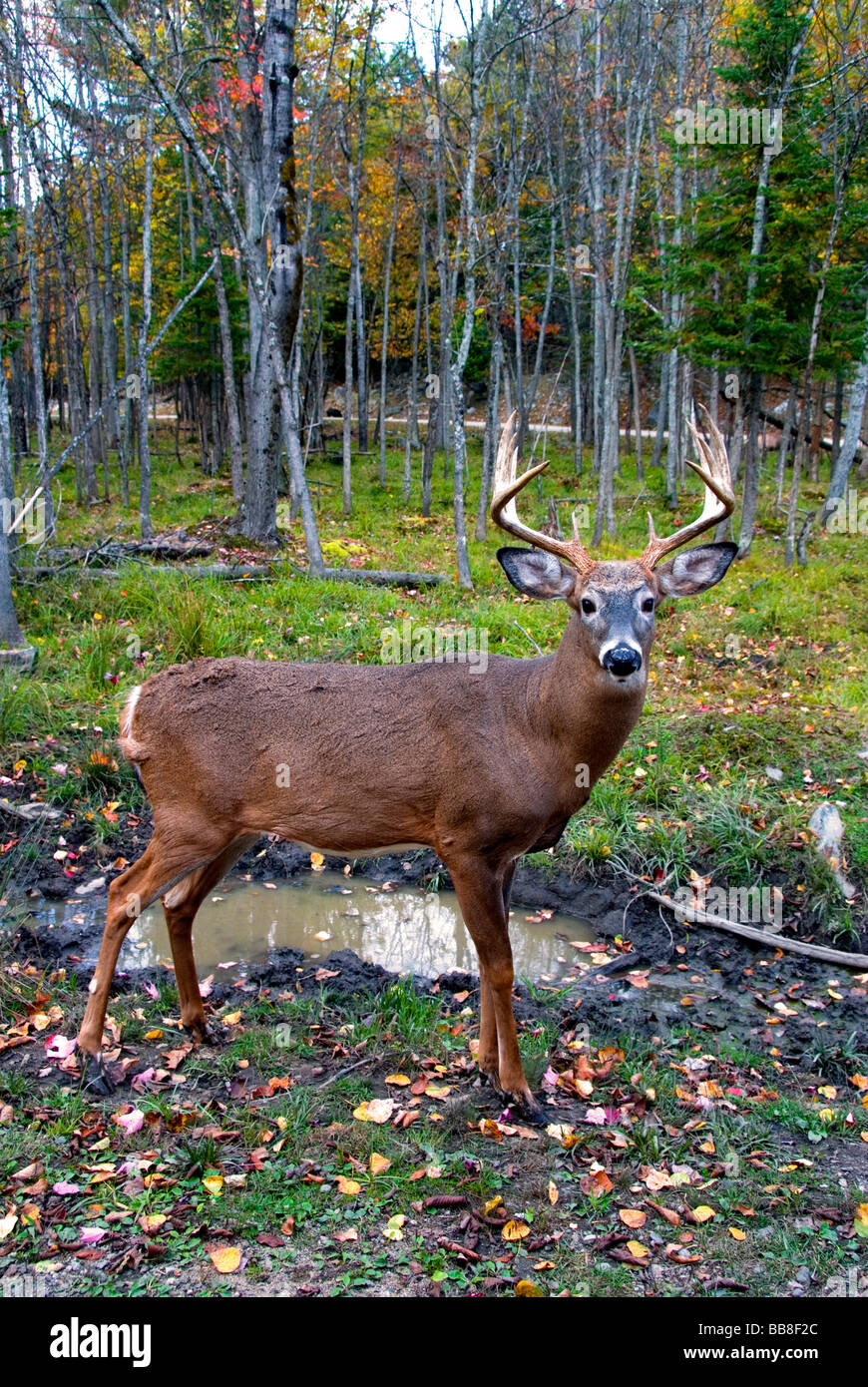 Wapiti wild hi-res stock photography and images - Alamy