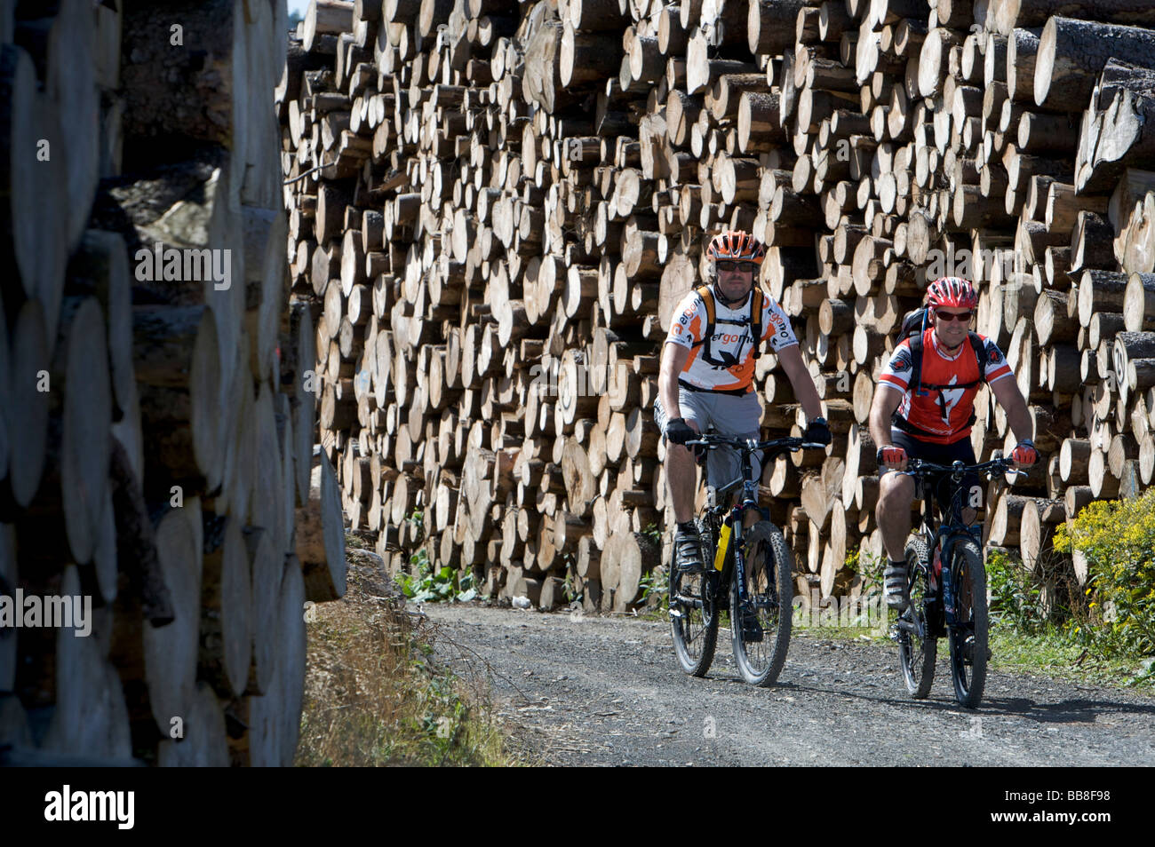 Mountain bike riders riding between stacks of wood felled by cyclone ...