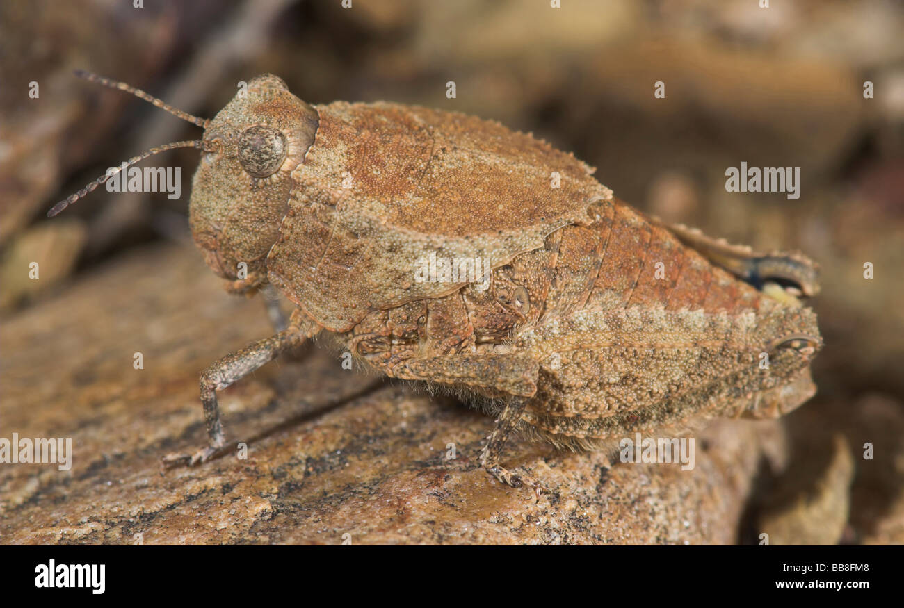 Toad Grasshopper (Batrachotetrix stolli) camouflaged against brown ...