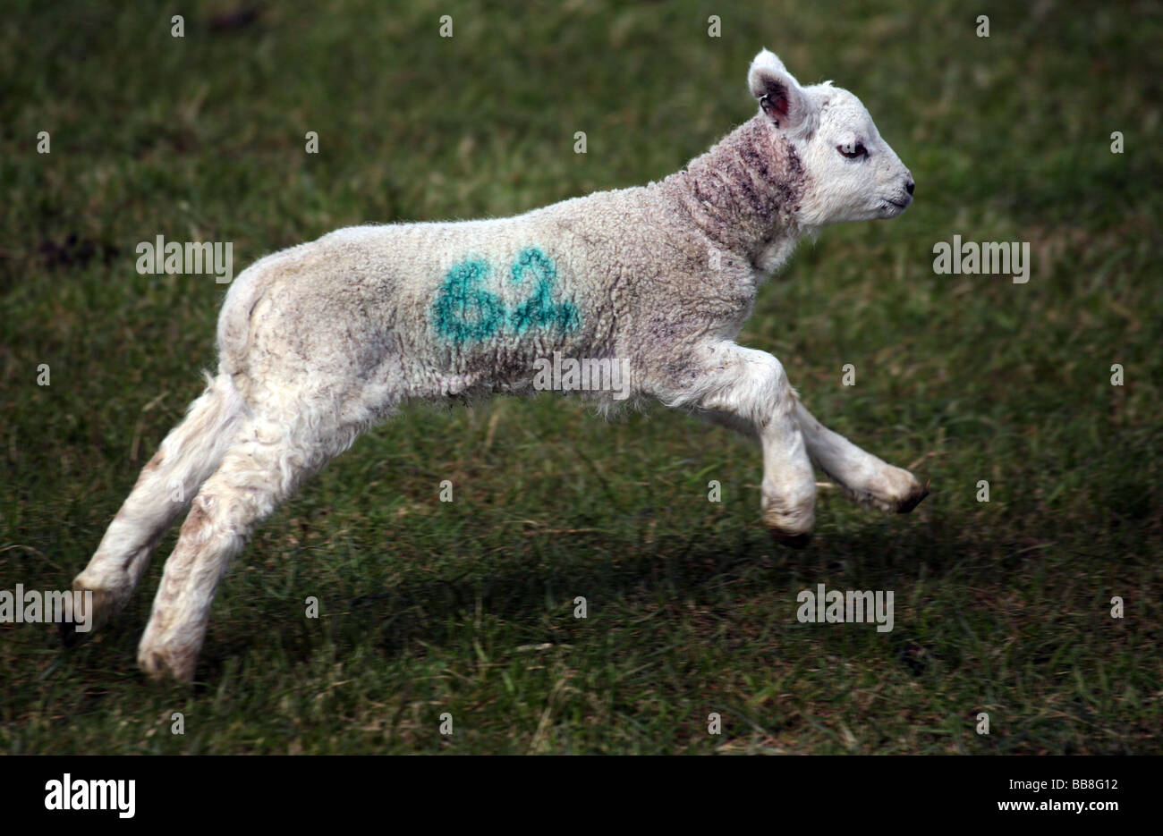 A solitary newborn Spring Lamb in a field Stock Photo - Alamy