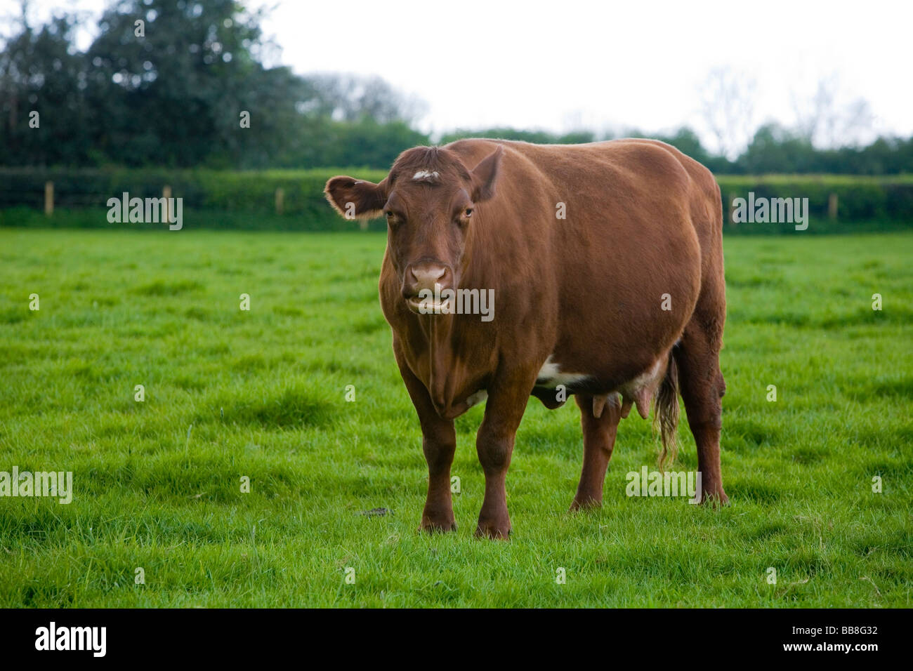 Short Horn Beef Cattle near Harpenden in Hertfordshire UK Stock Photo ...