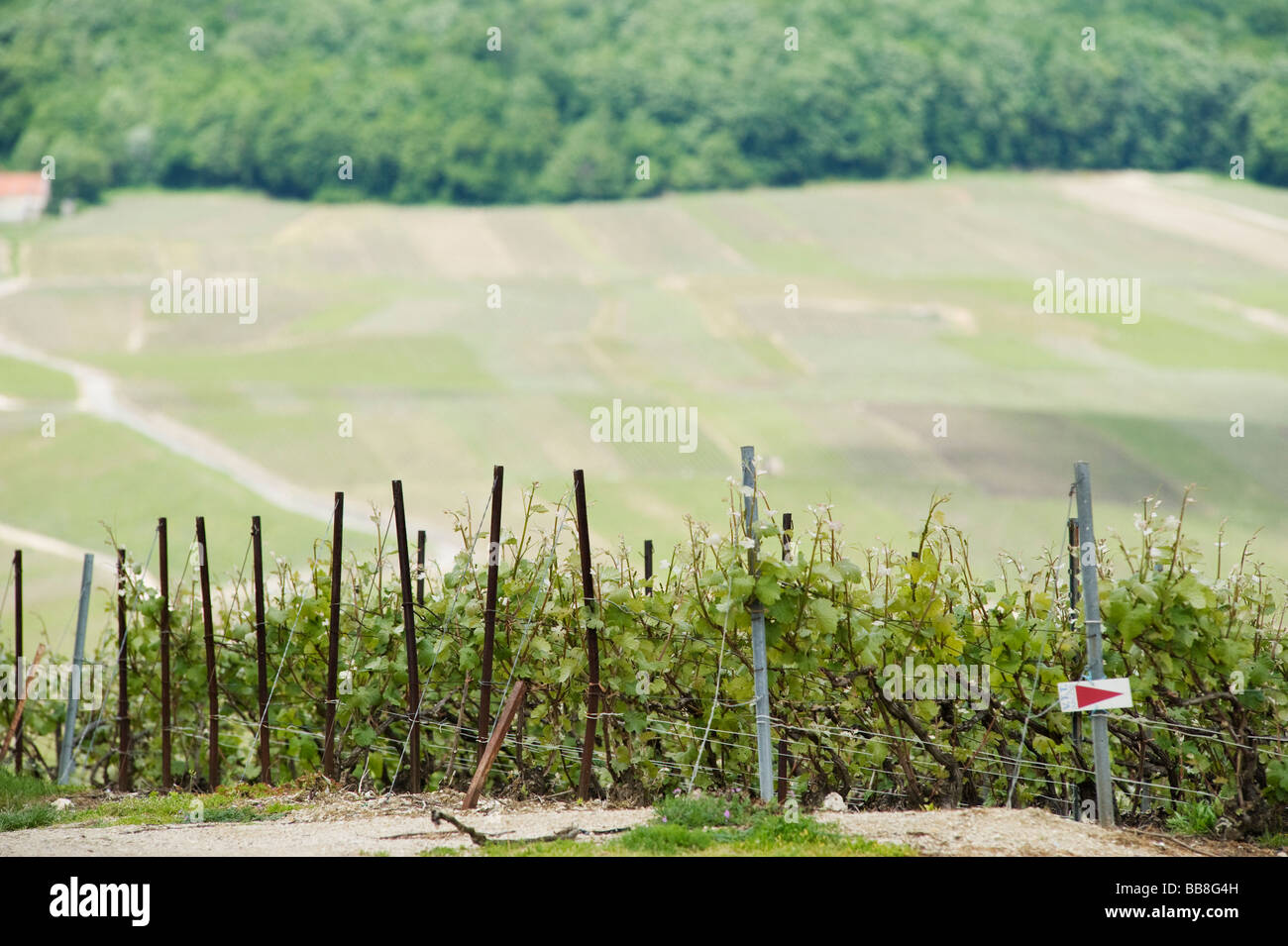 Champagne vineyards at Chavot Champagne Ardenne France Stock Photo - Alamy