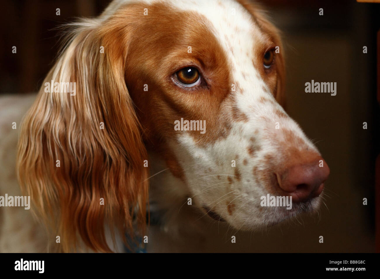 English setter dog hi-res stock photography and images - Alamy