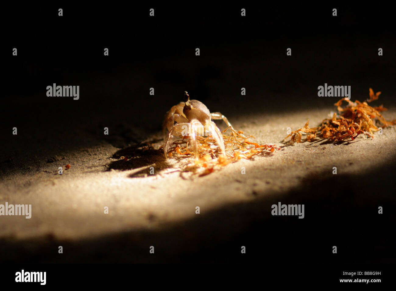 Ghost crabs north carolina hi-res stock photography and images - Alamy