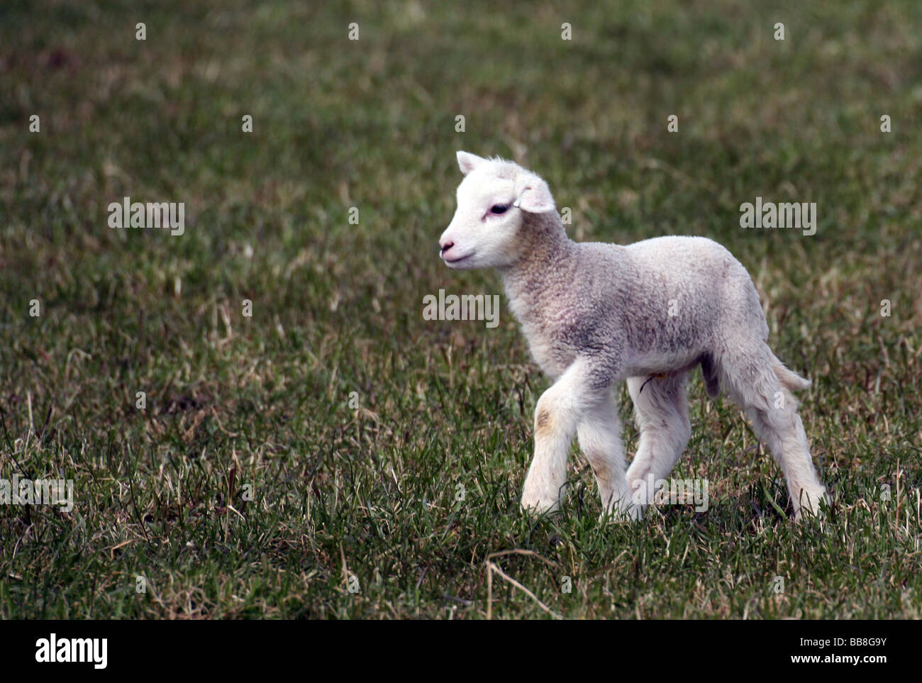 A solitary newborn Spring Lamb in a field Stock Photo - Alamy