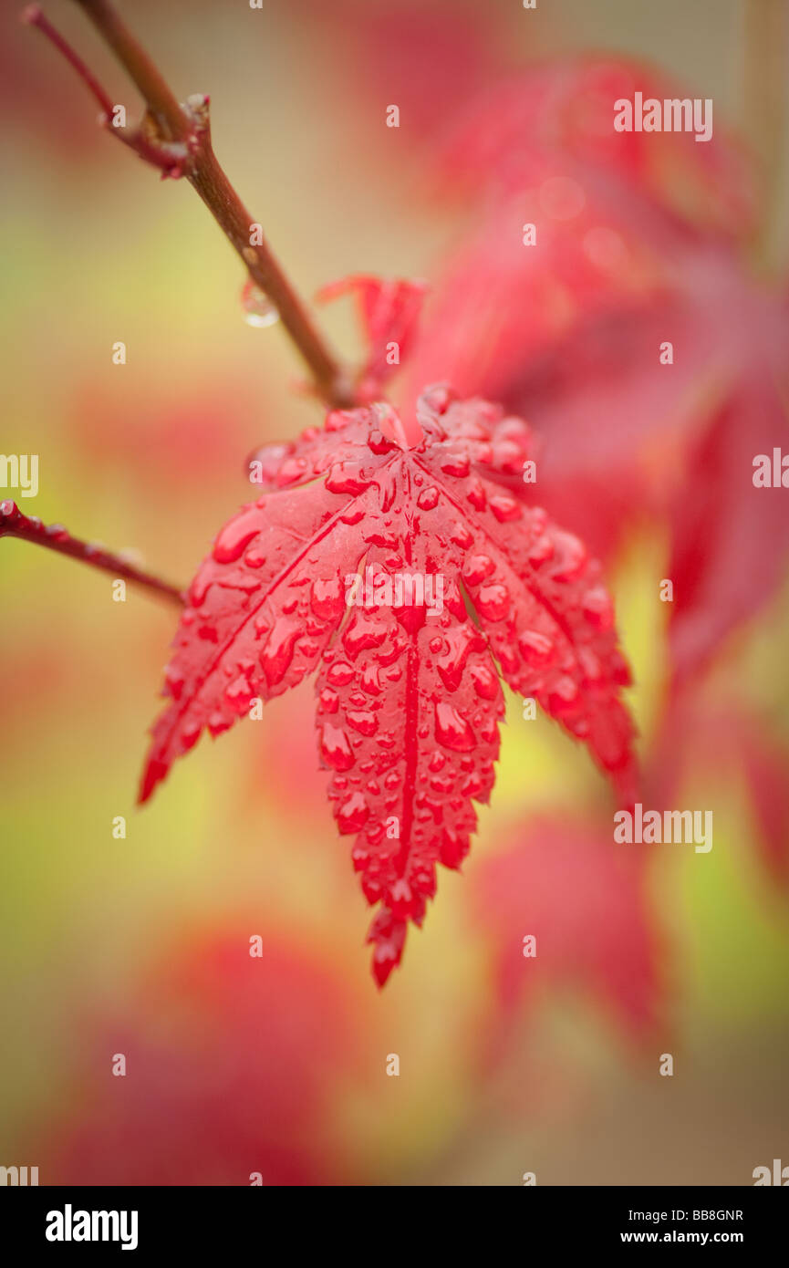 Red japanese maple leaf hi-res stock photography and images - Alamy