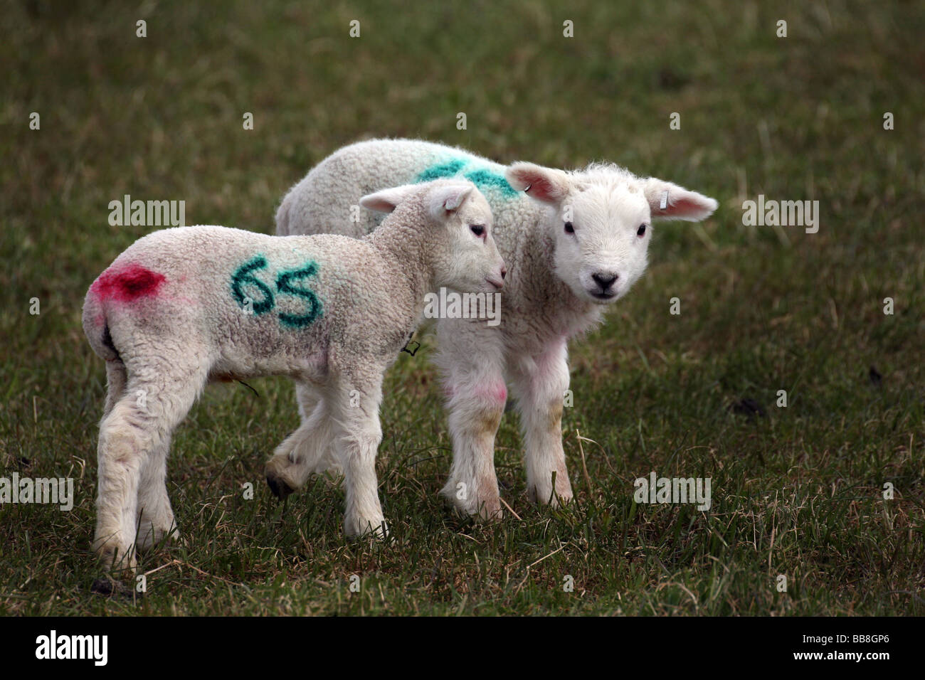 Lambs at play hi-res stock photography and images - Alamy