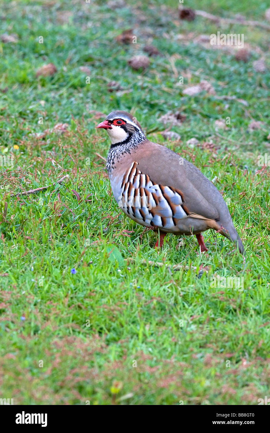 European partridge hi-res stock photography and images - Alamy