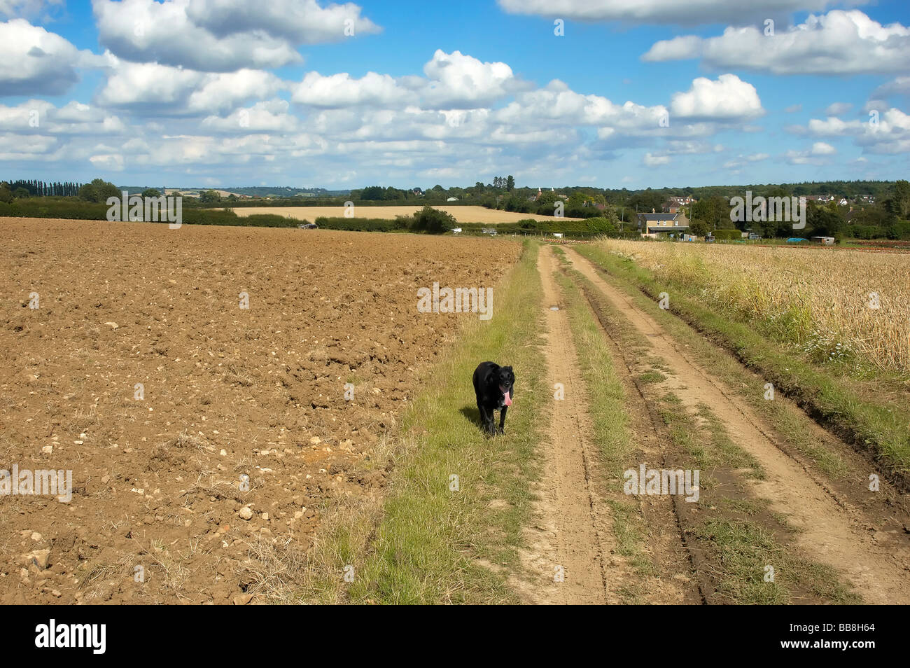 Countryside walking dog hi-res stock photography and images - Alamy