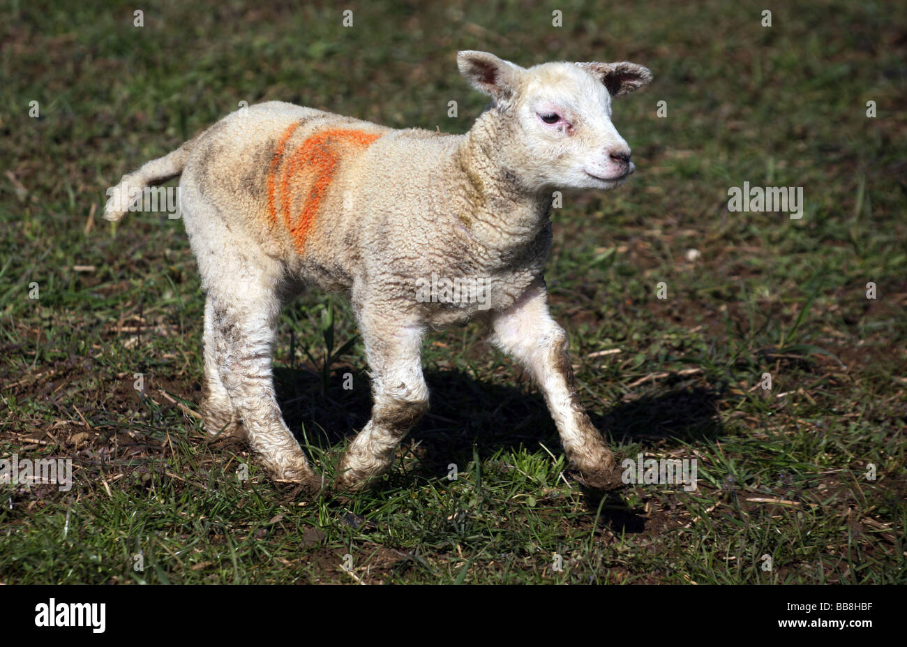 Production field hi-res stock photography and images - Alamy