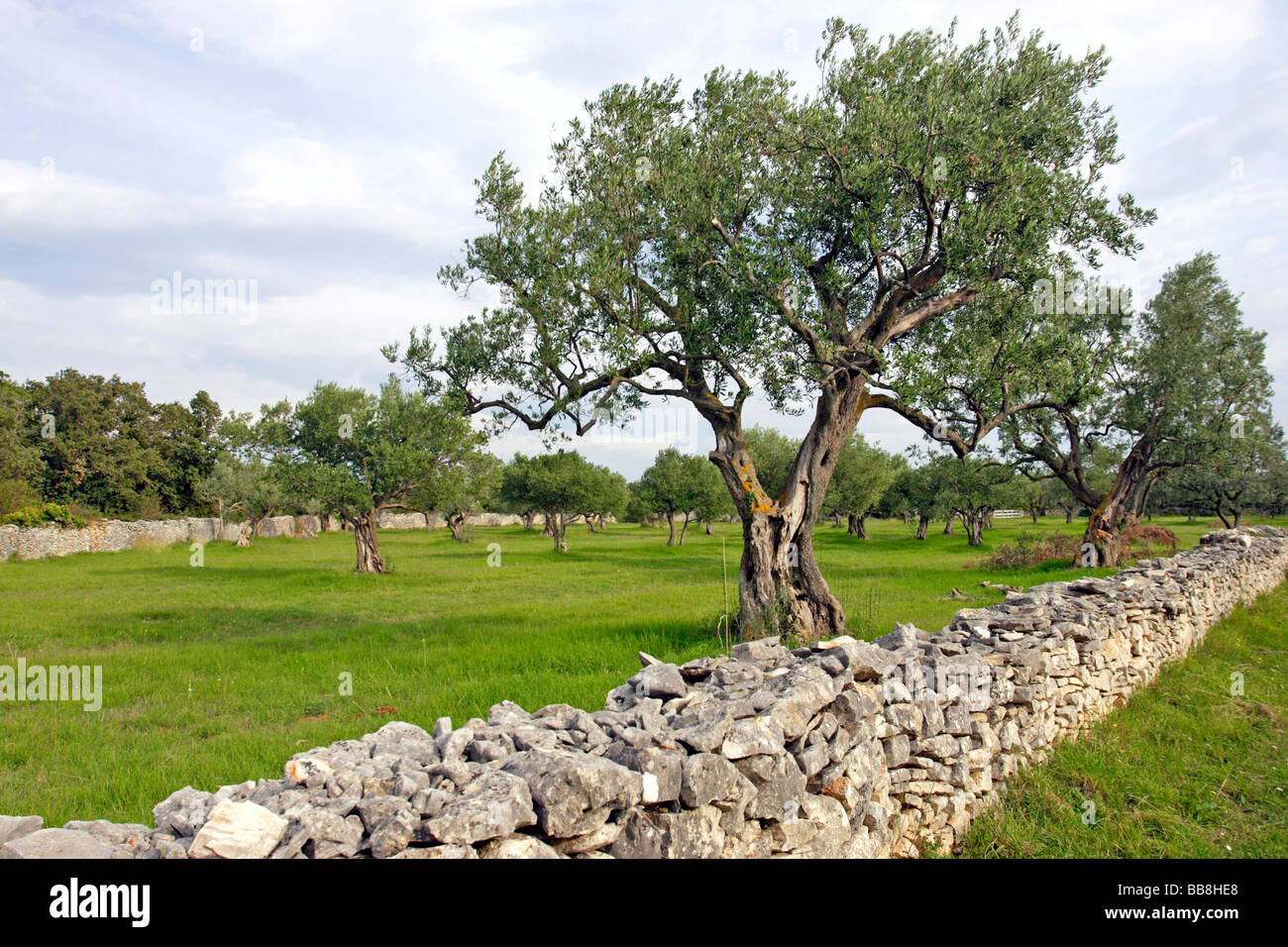 Pflanze in kroatien hi-res stock photography and images - Alamy