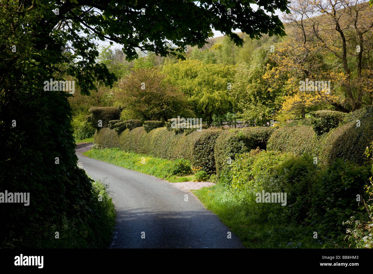 Pig topiary hedge along Ragdon Lane near Church Stretton, Shropshire ...