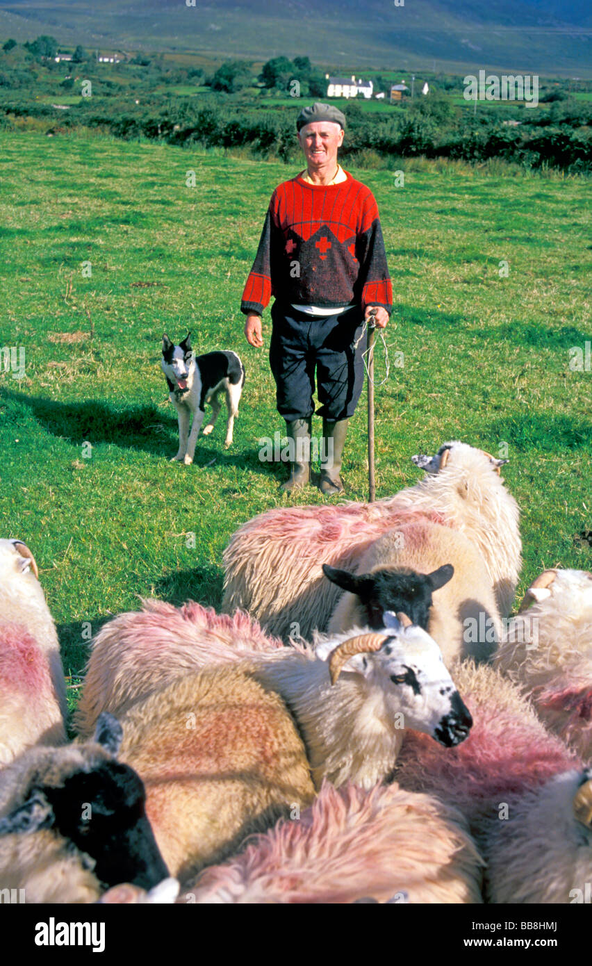 Irish sheep dog hi-res stock photography and images - Alamy