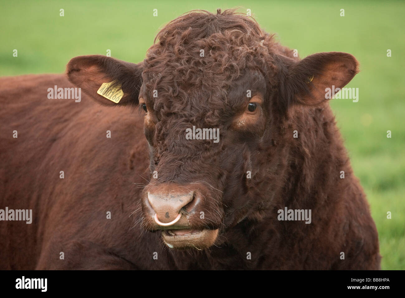 Short Horn Beef Cattle near Harpenden in Hertfordshire UK A bull Stock ...