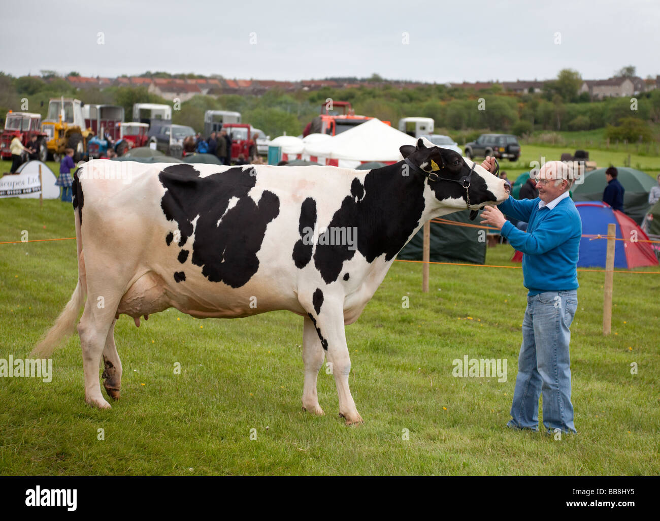 Holstein Show Cow