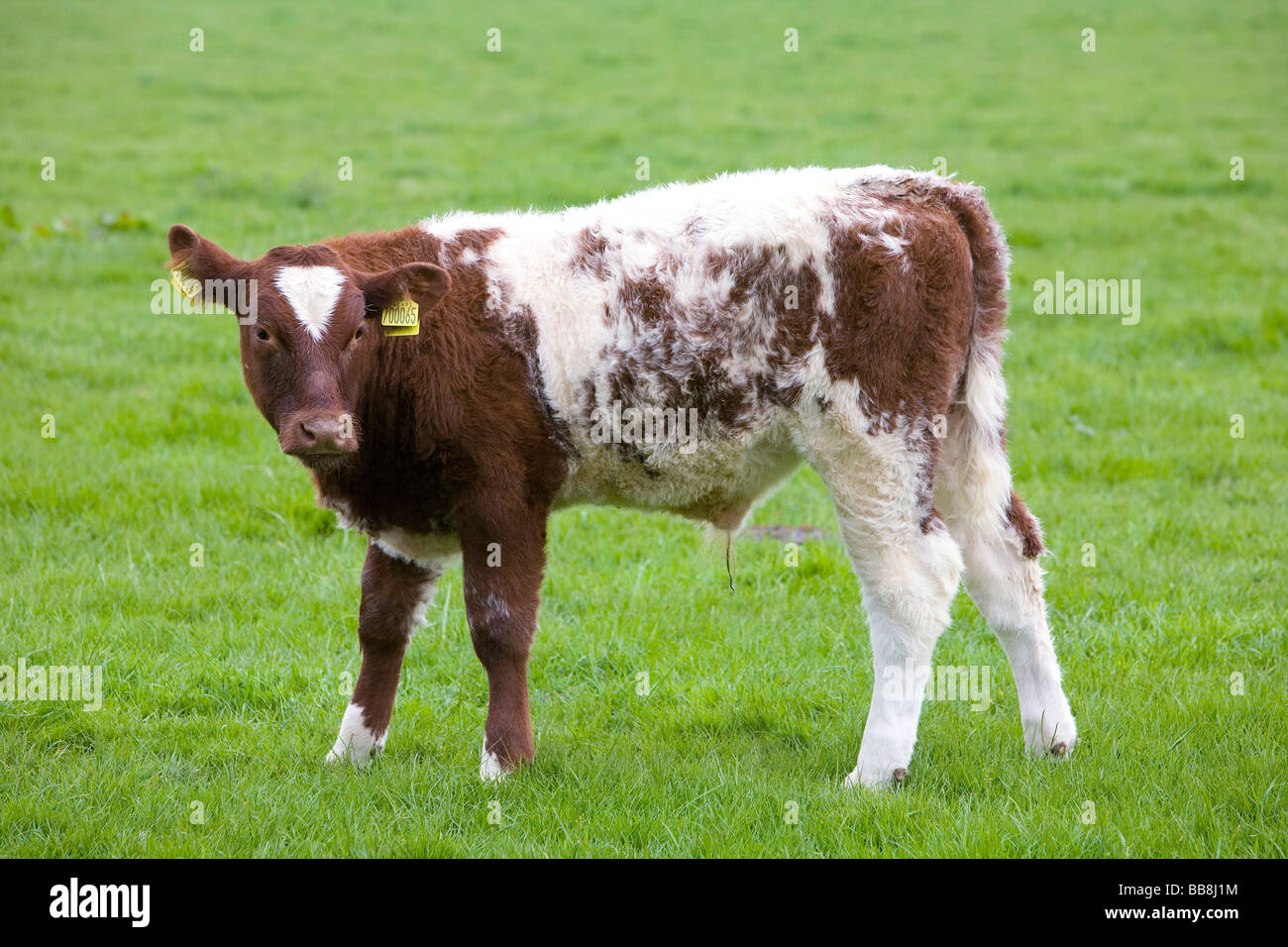 Short horn cattle farm uk hi-res stock photography and images - Alamy