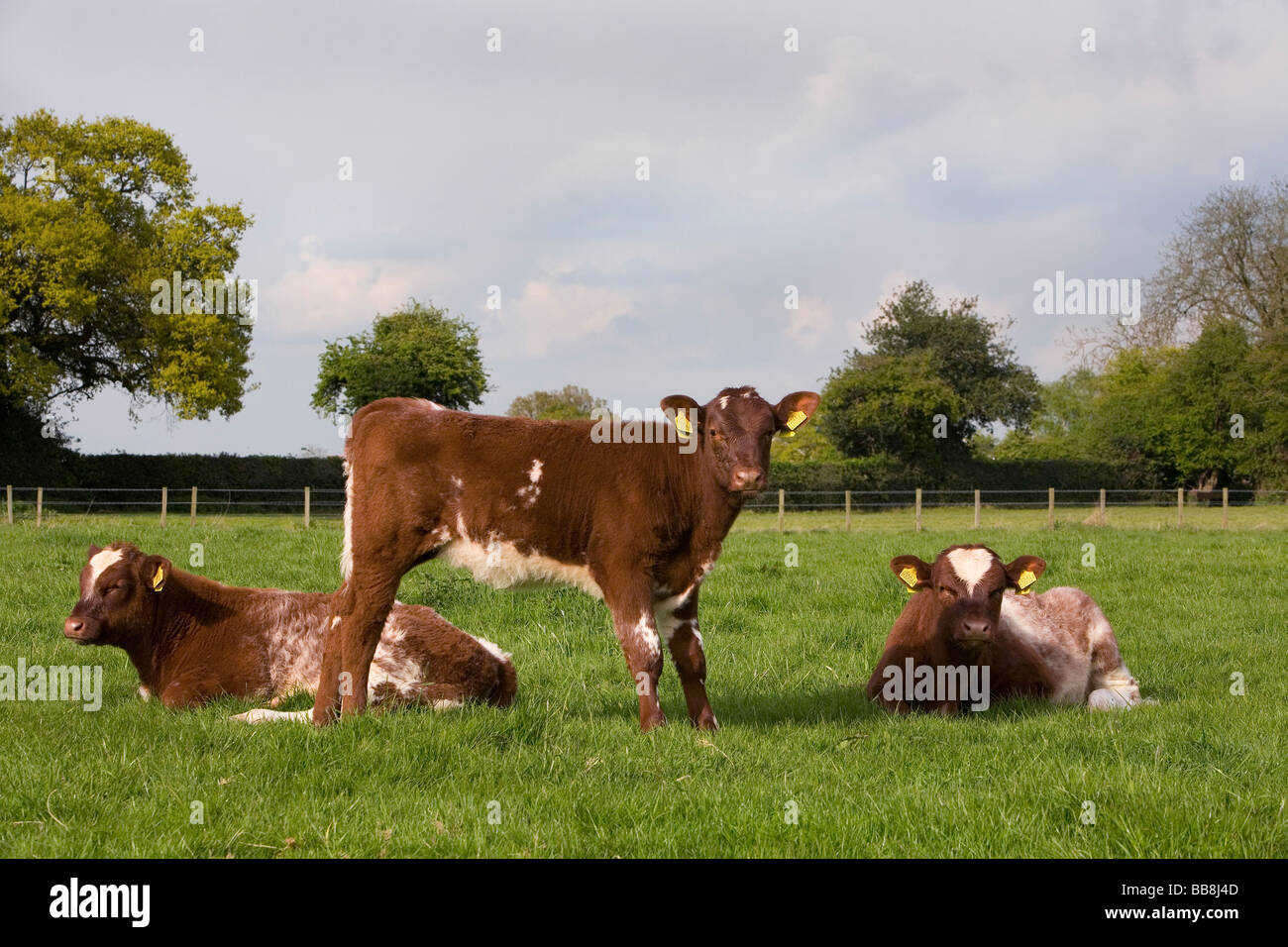 Beef short horn hi-res stock photography and images - Alamy