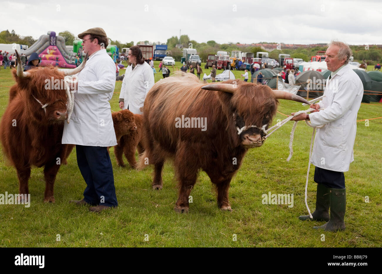 Show cattle livestock animals hi-res stock photography and images - Alamy