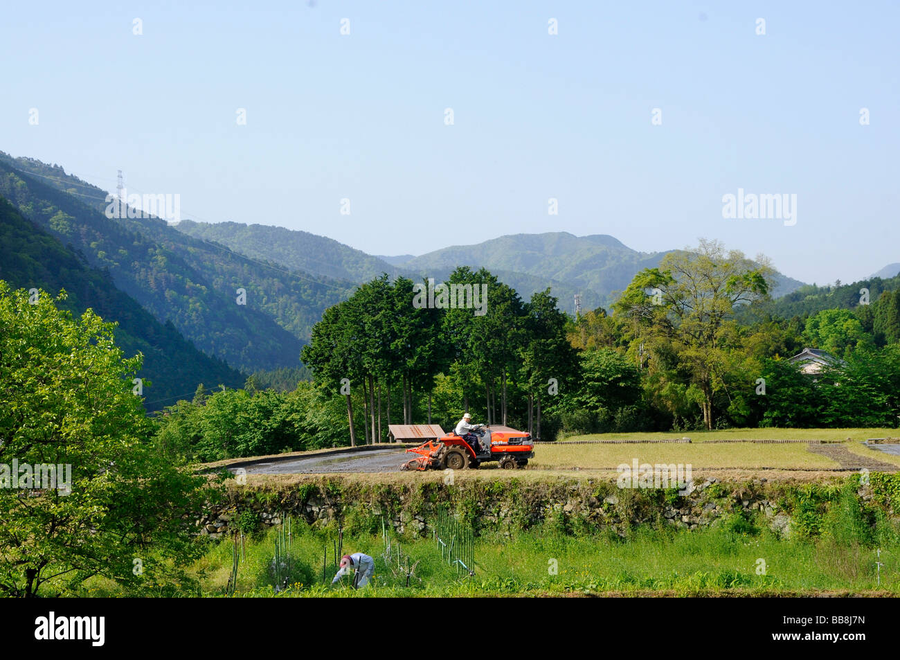 Rice farmer mulching his rice paddy on a terrace, Ohara, Japan, Asia ...