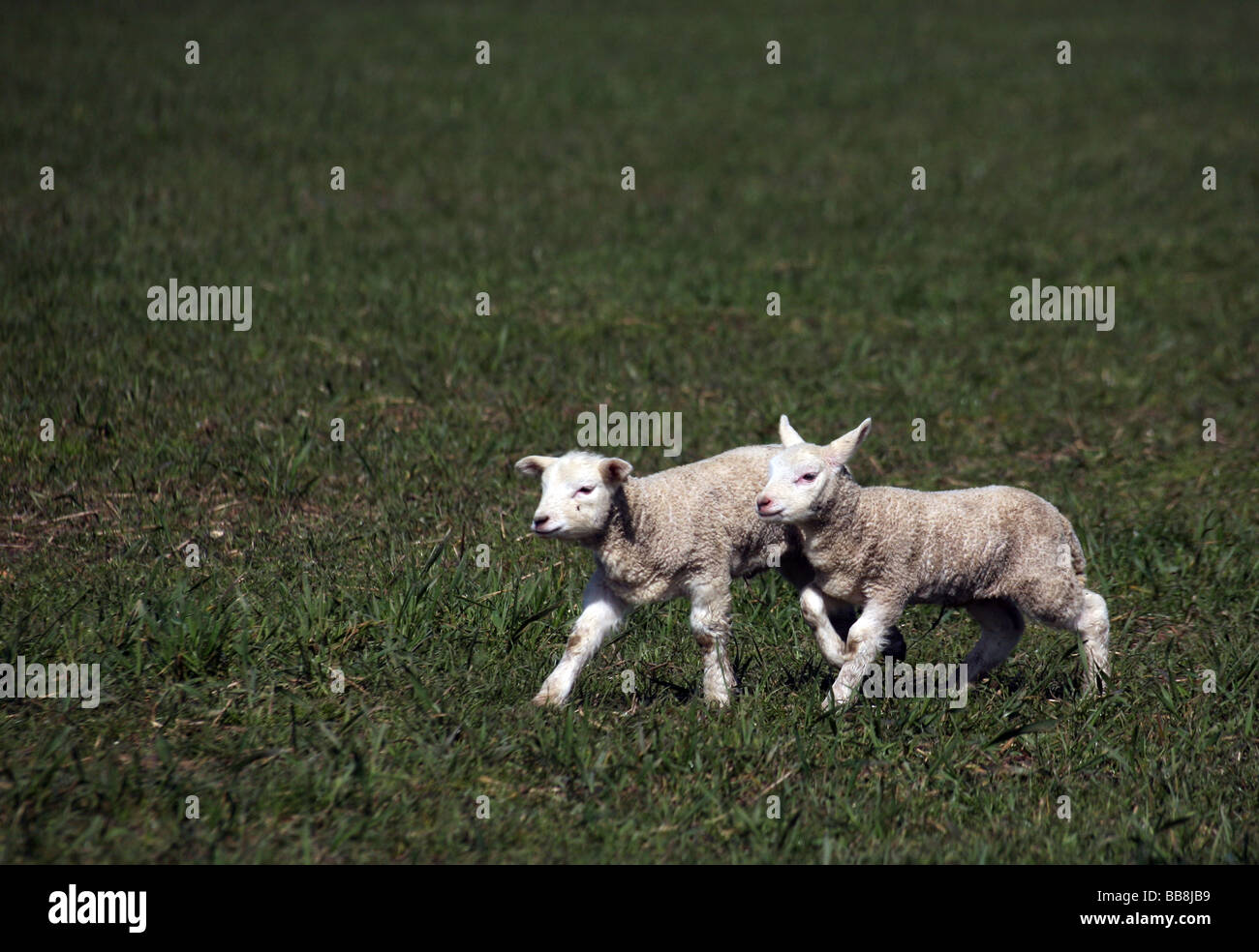 Lambs at play hi-res stock photography and images - Alamy