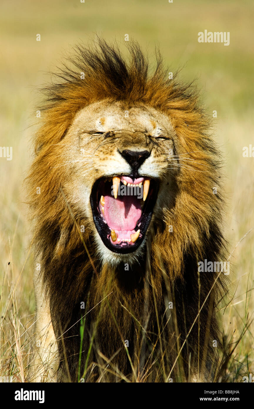 Lion (Panthera leo) showing canines at Masai Mara National Reserve ...