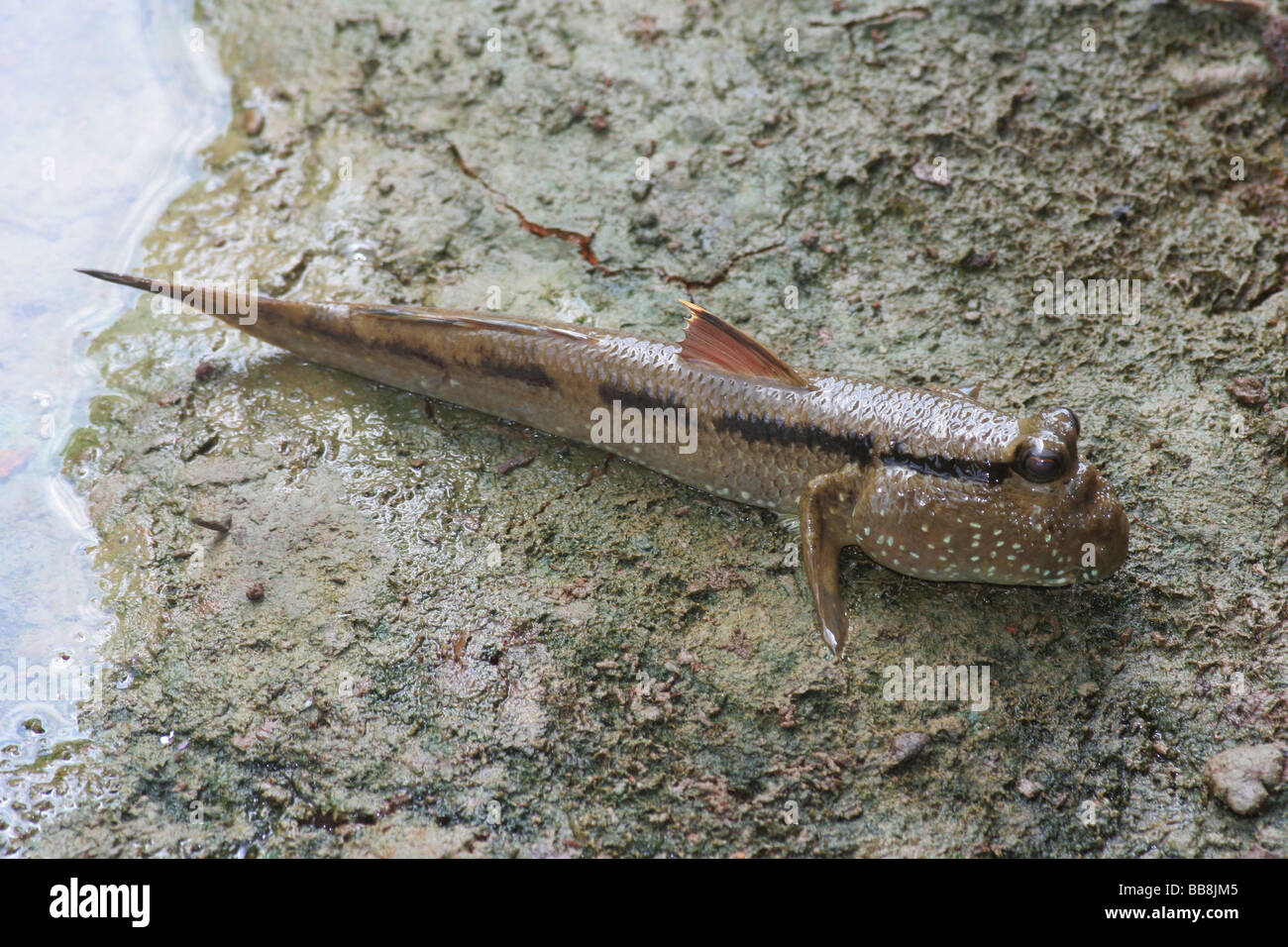 Mudskipper hi-res stock photography and images - Alamy