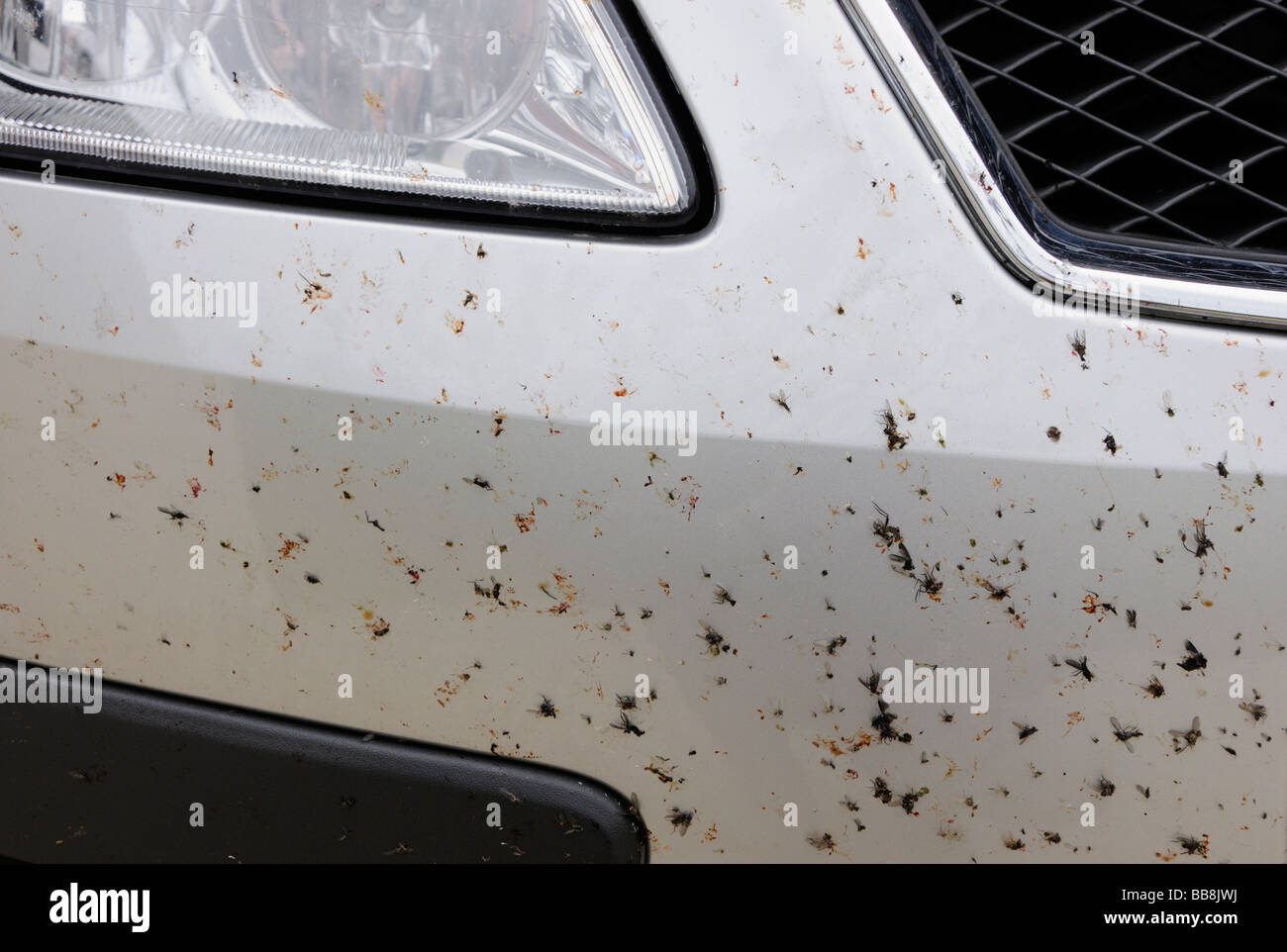Flies squashed hi-res stock photography and images - Alamy