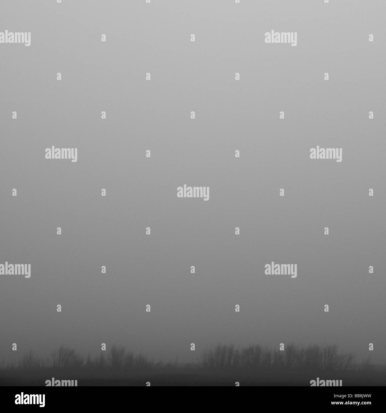 Open composition from a very misty field in Norway Stock Photo - Alamy