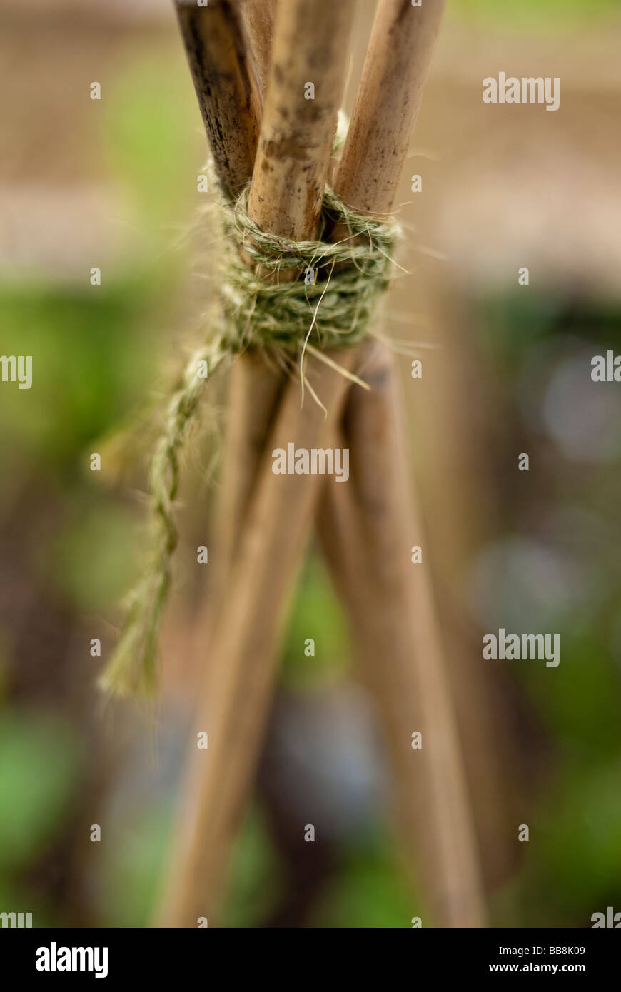 TOP OF BAMBOO CANES WRAPPED WITH GREEN TWINE Stock Photo - Alamy