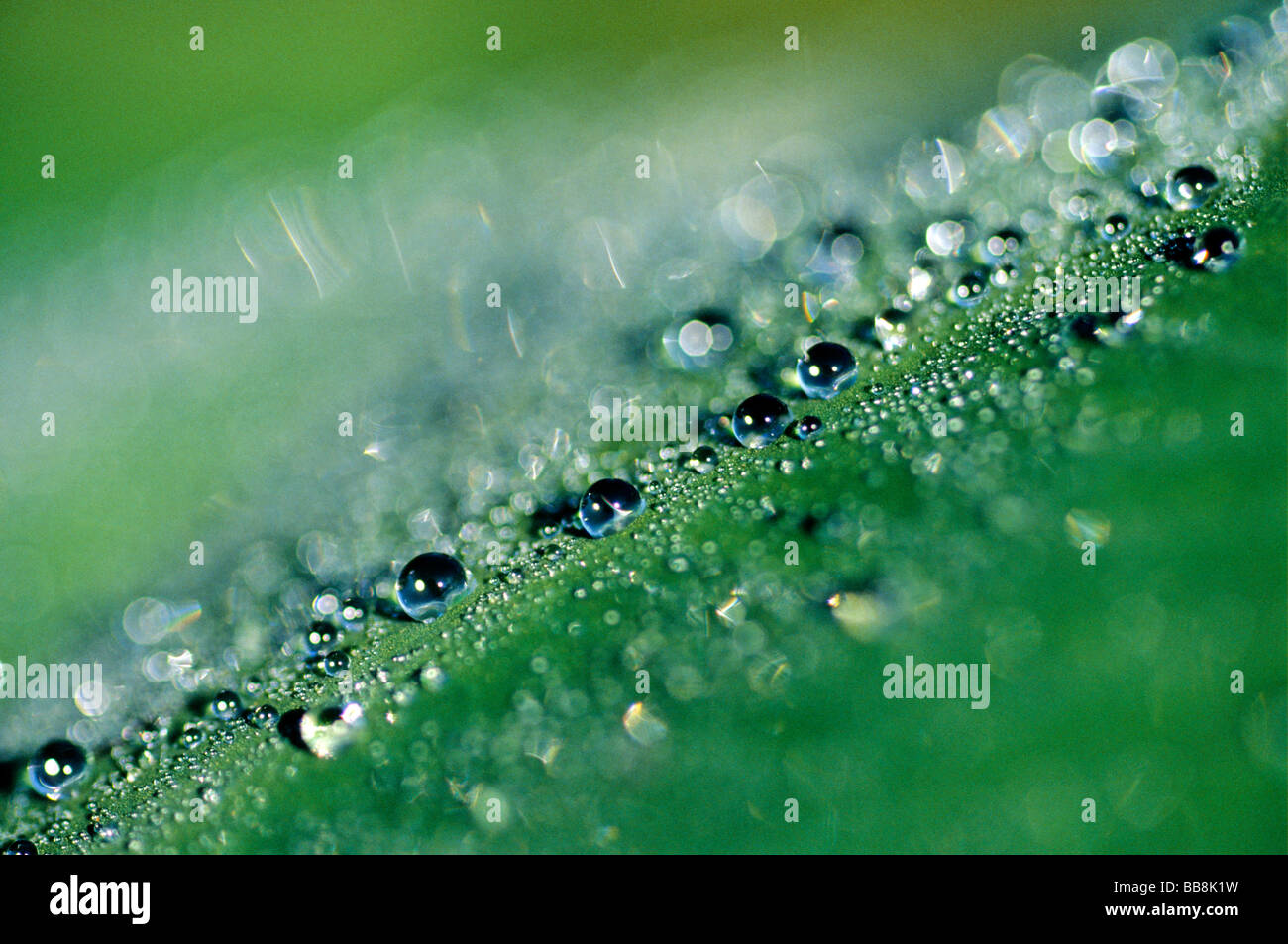 Taiwanese flora hi-res stock photography and images - Alamy