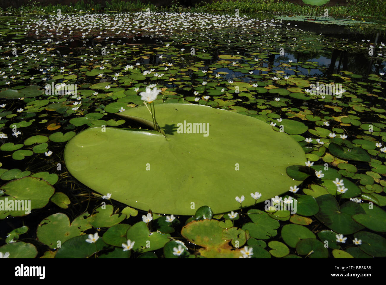 Aquatic plants asia hi-res stock photography and images - Alamy