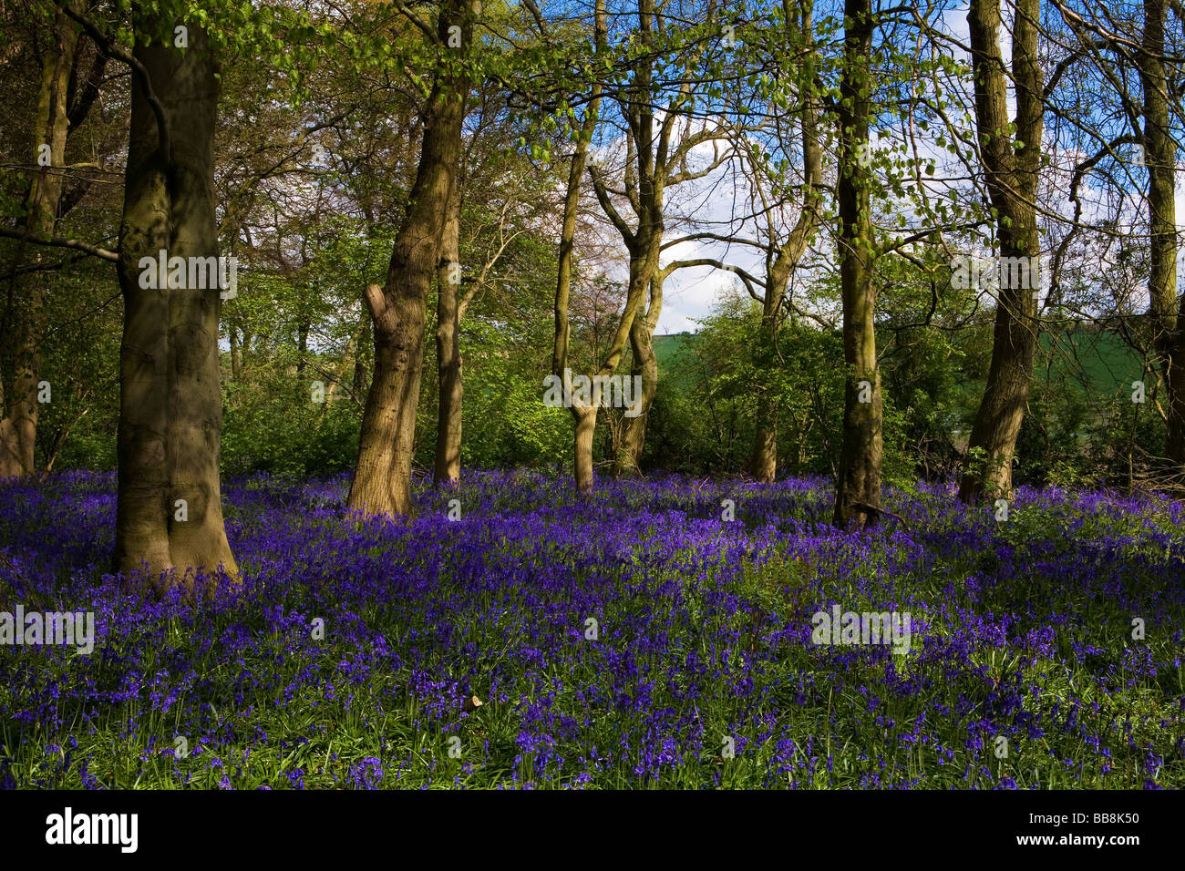 Coppice wood hi-res stock photography and images - Alamy