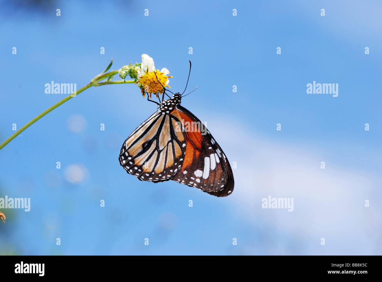 Common Tiger butterfly (Danaus genutia), Taiwan, Asia Stock Photo - Alamy