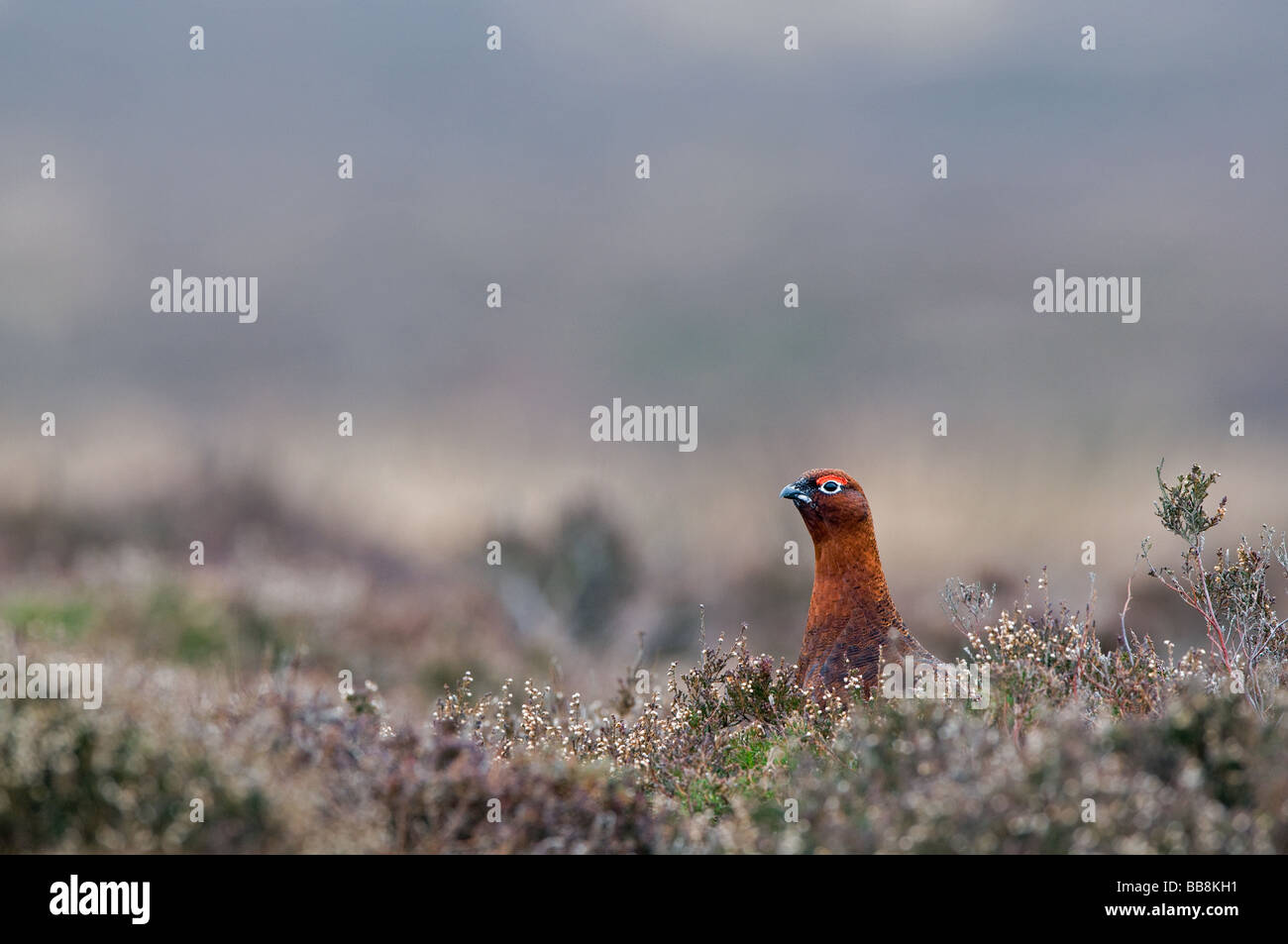 A Male Red Grouse(Lagopus lagopus Stock Photo - Alamy