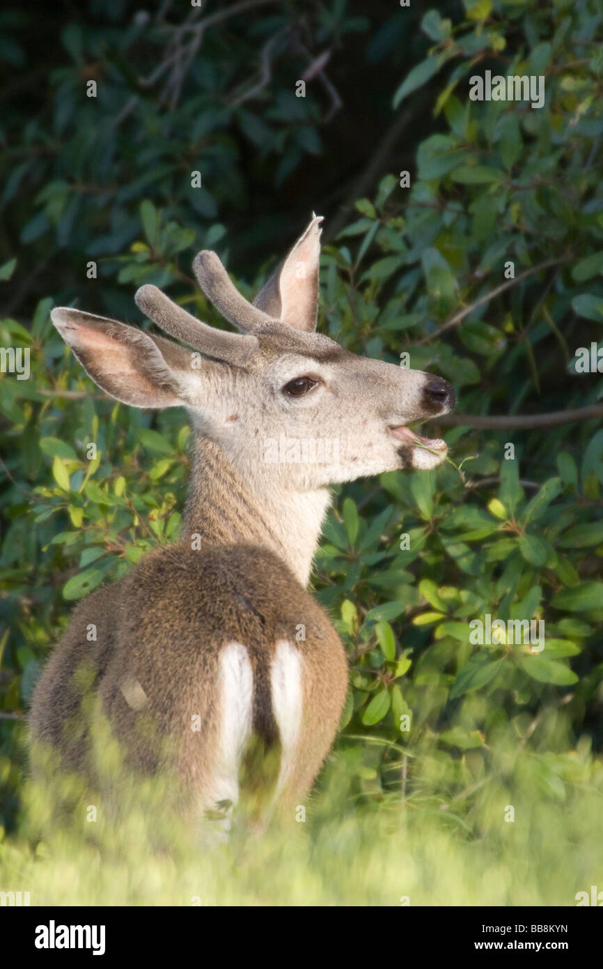 Black tailed deer buck velvet hi-res stock photography and images - Alamy