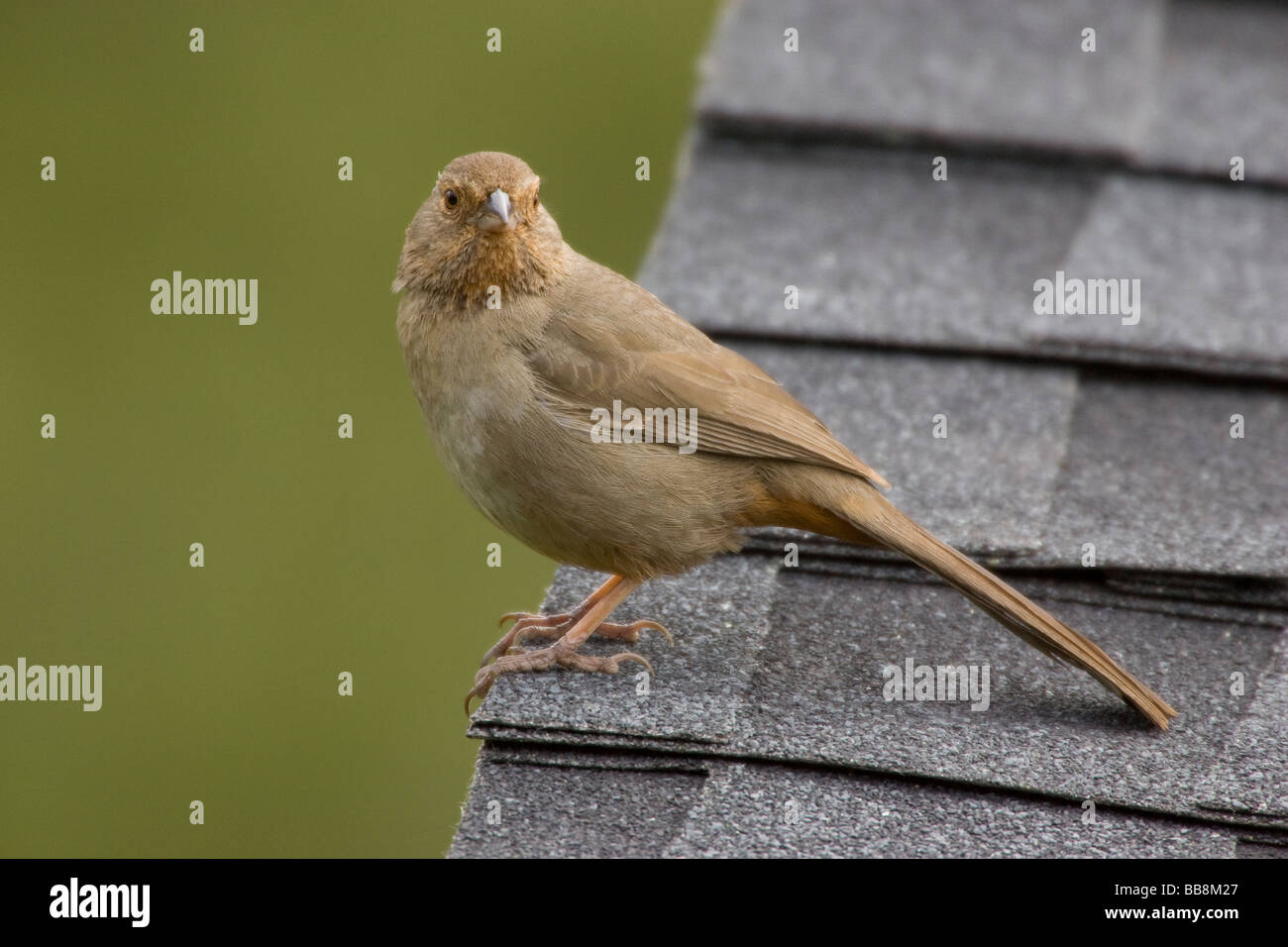 Pipilo Crissalis High Resolution Stock Photography and Images - Alamy