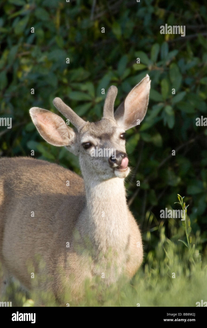 Black tailed Deer Buck Sticking Out Tongue Stock Photo - Alamy