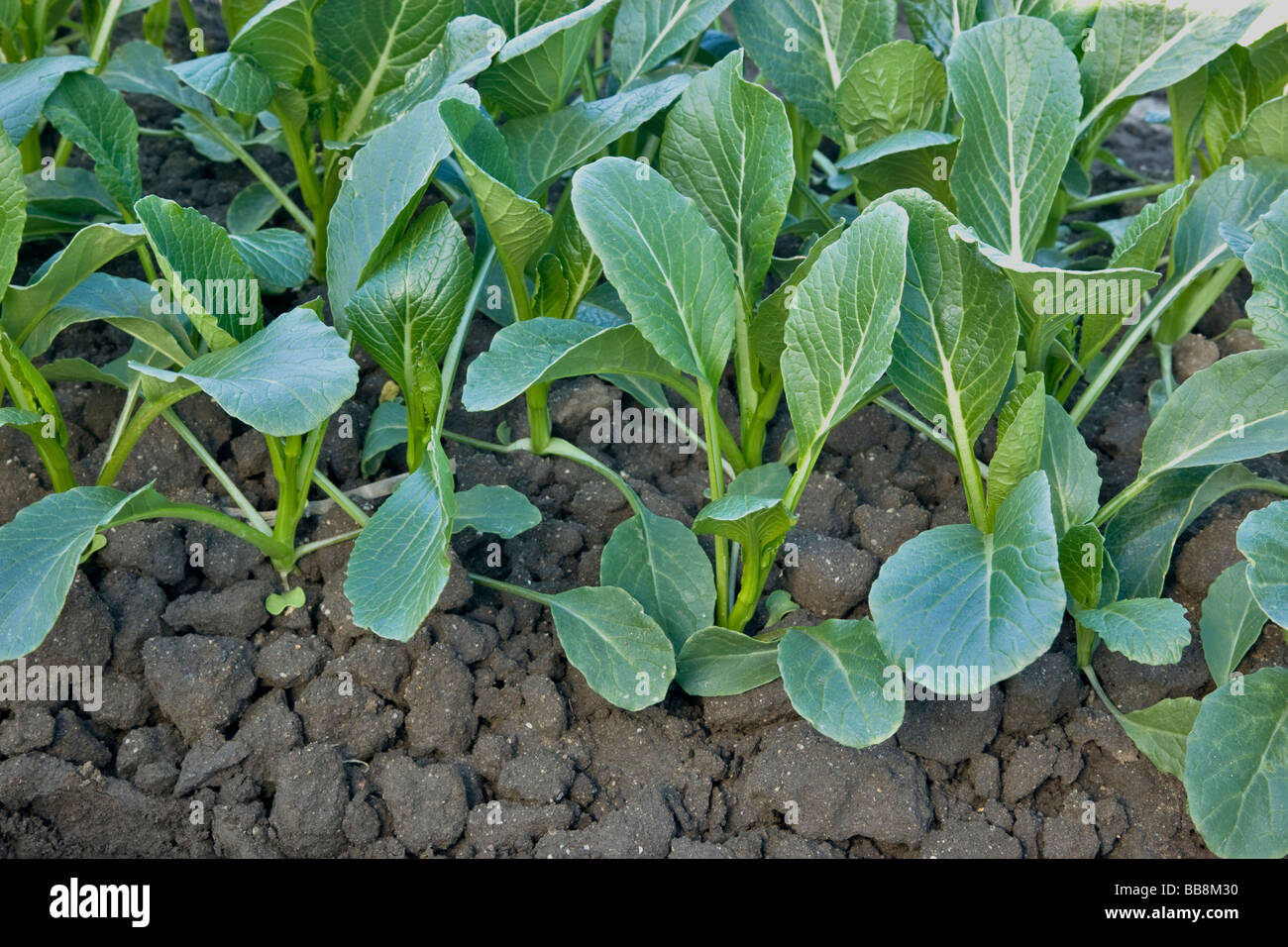 Yu Choy Sum, Chinese Vegetable Stock Photo - Alamy