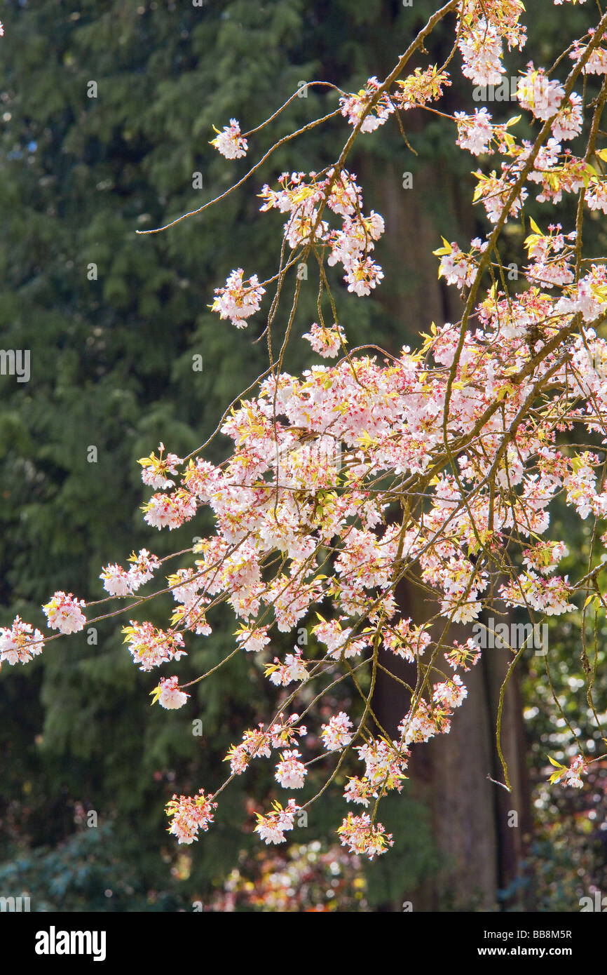 Stanley park vancouver spring hi-res stock photography and images - Alamy