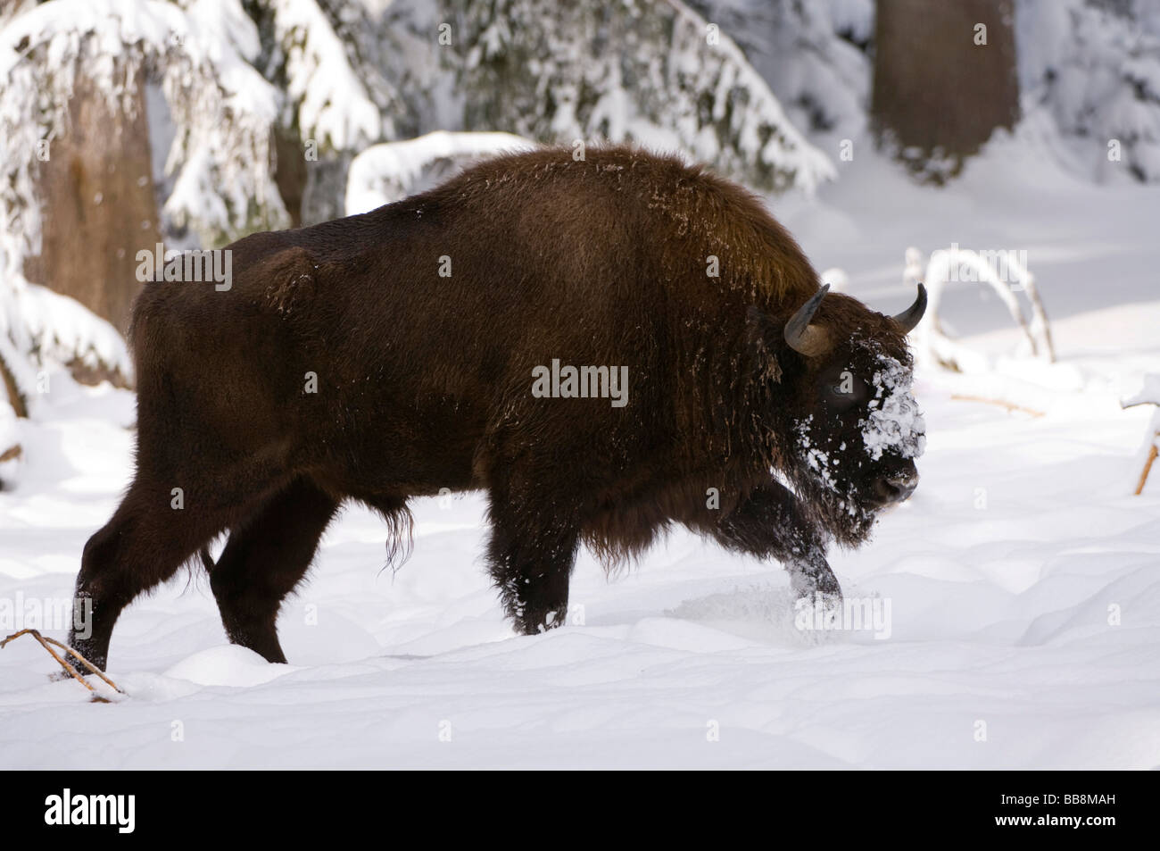 Wisent or European Bison (Bison bonasus), open-air enclosure, Bavarian ...
