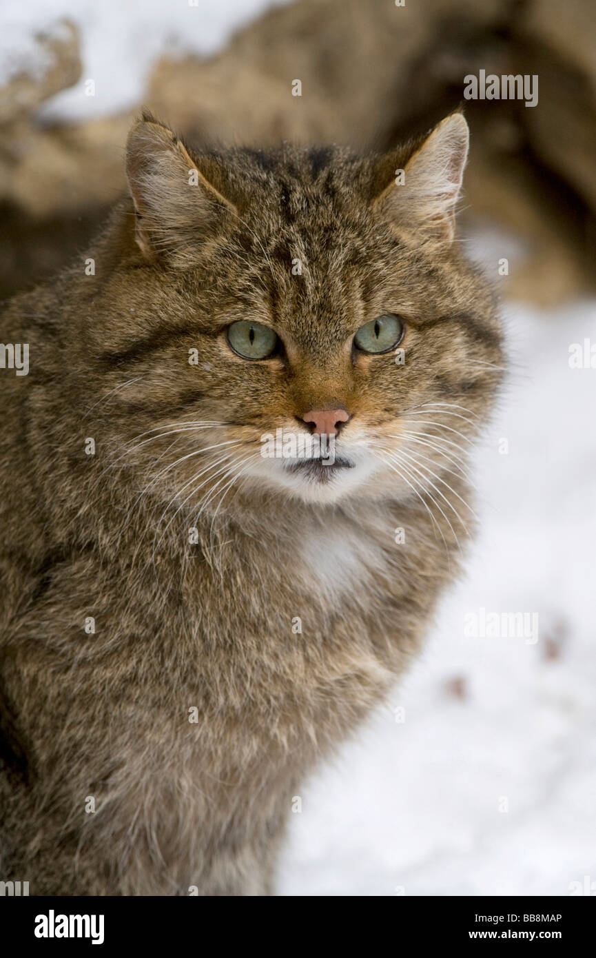 Wildcats in the snow hi-res stock photography and images - Alamy